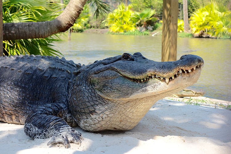 New Gator Spot on International Drive Opens Today