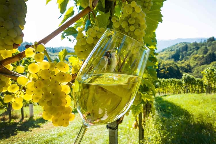 The best wineries in Florida | Top Villas